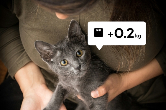 Catlogシリーズ | Catlog