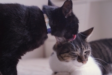 Catlog 2 の購入 | Catlog