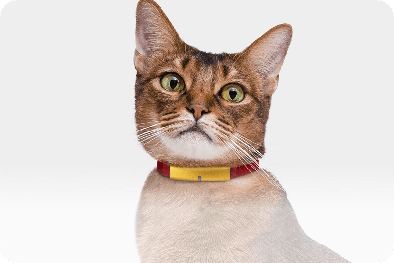 Catlogシリーズ | Catlog